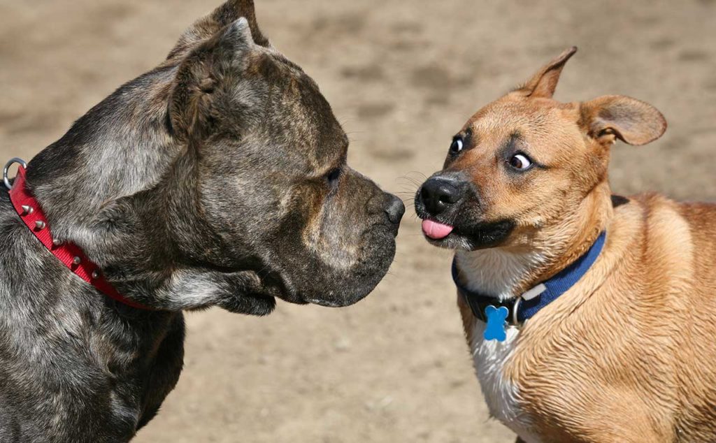 Worldviews and Dogviews: what are they? | Reformed Perspective