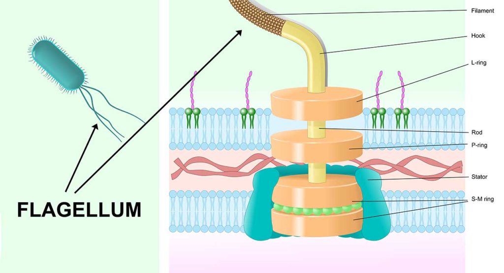 MOLECULAR MOTORS: Design on a microscopic scale | Reformed Perspective
