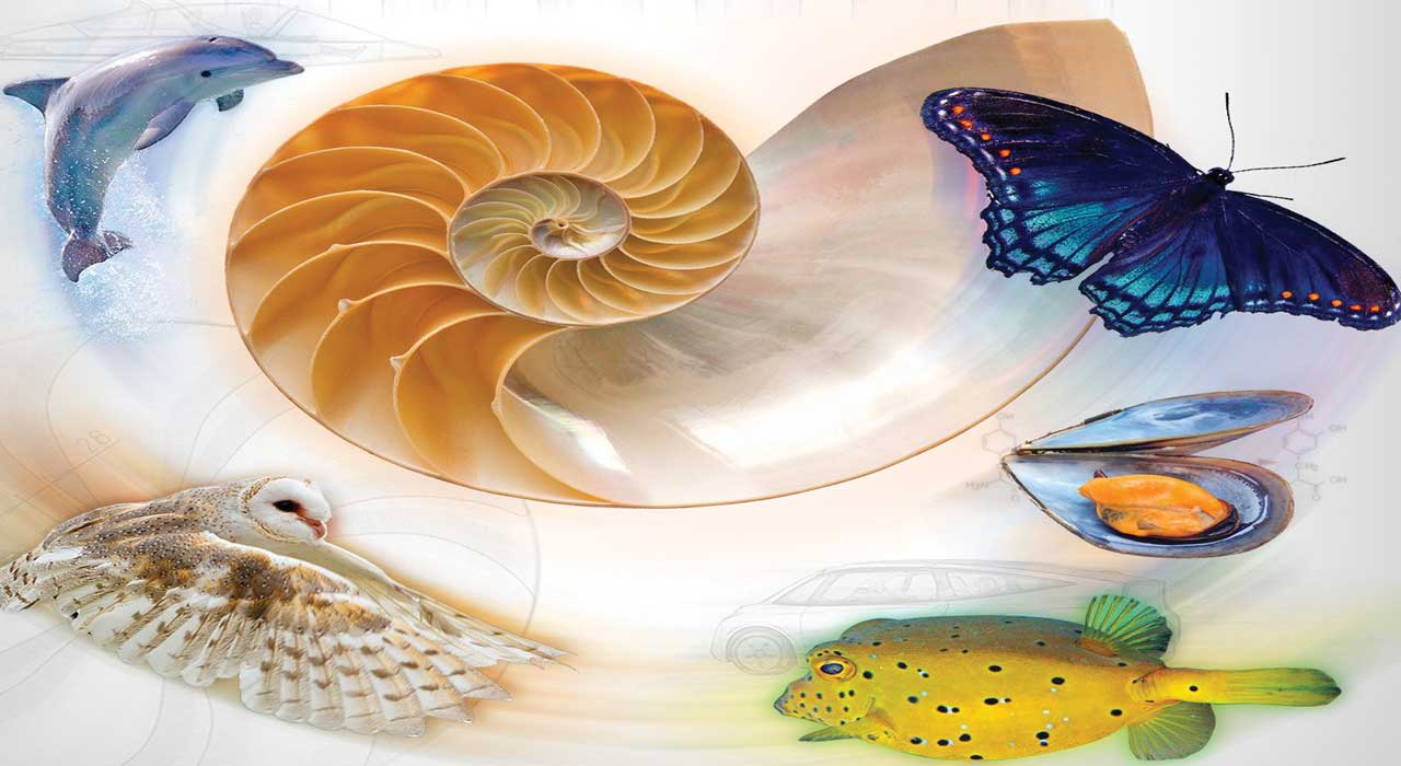 Incredible Creatures That Define Design | Reformed Perspective