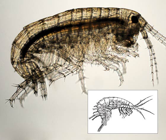 Don’t push Dad into the pond (and don’t tell Mom about the bugs ...