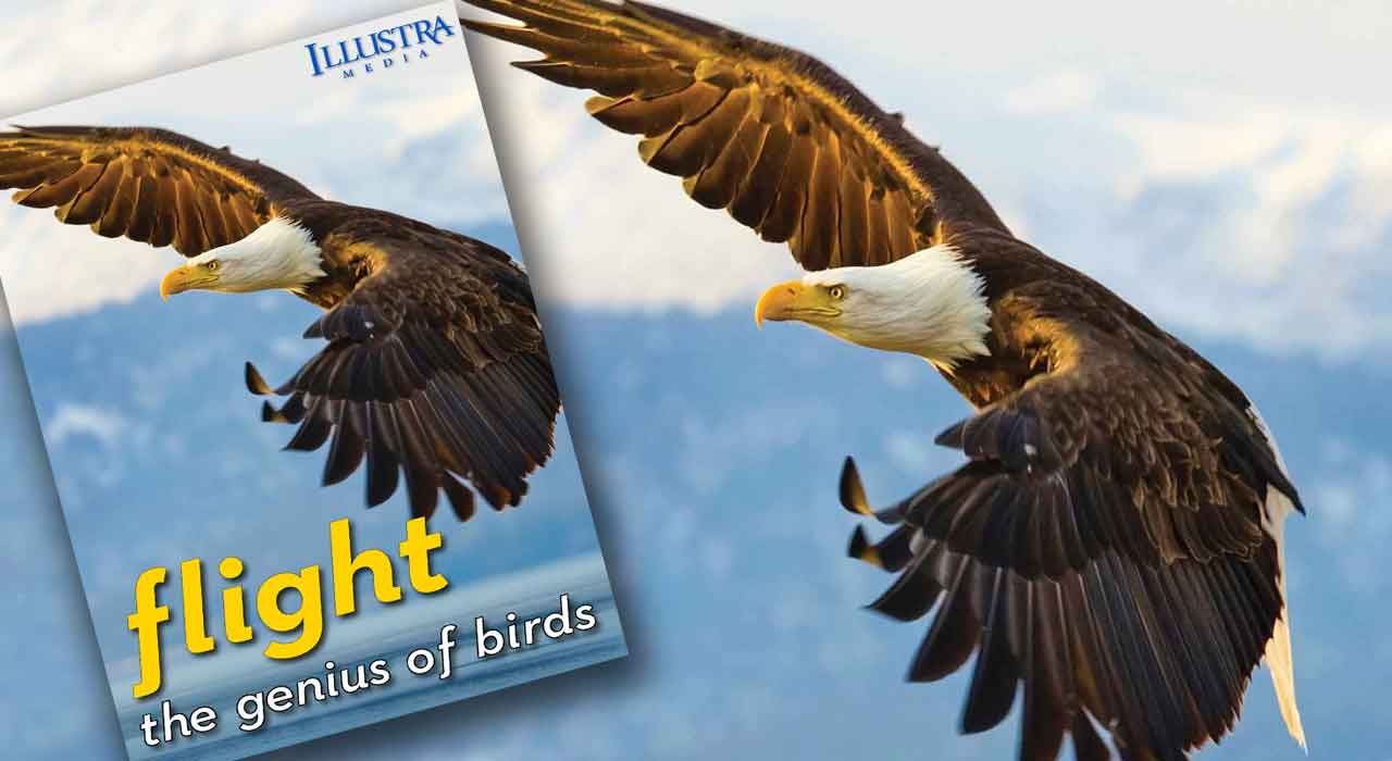 Flight: the Genius of Birds | Reformed Perspective