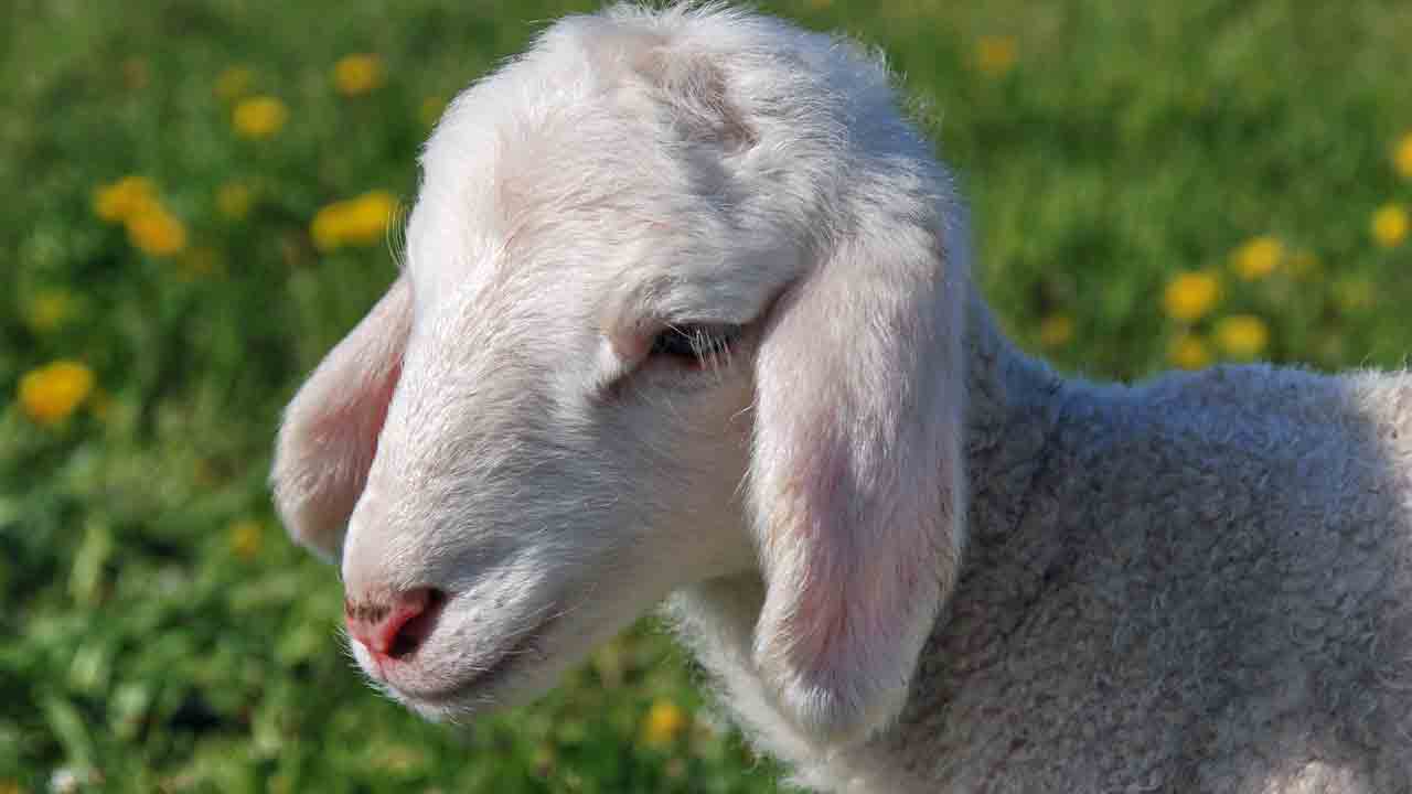 April 1 – Introduction to the month of April | Reformed Perspective