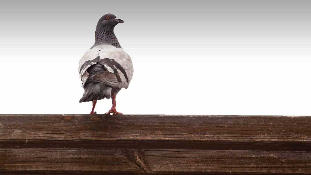 More birds than believers in church | Reformed Perspective