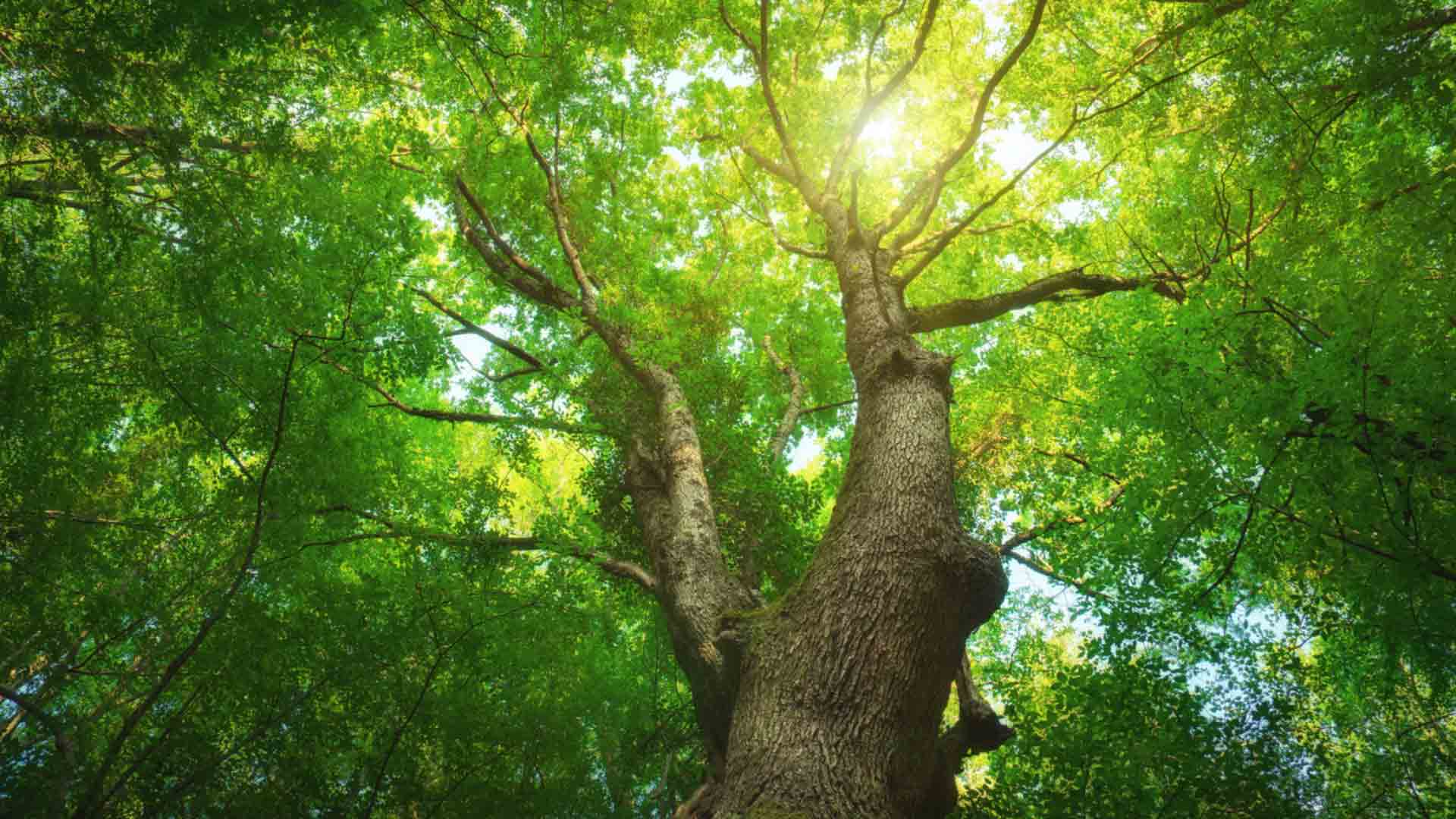 December 23 – The day of the righteous branch | Reformed Perspective