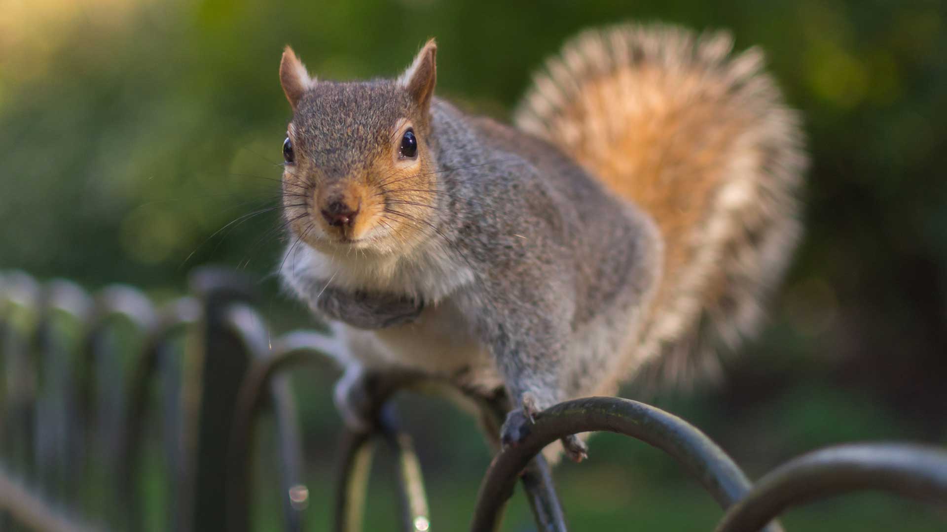 Squirrel wonders (and the failure of evolution to explain them ...