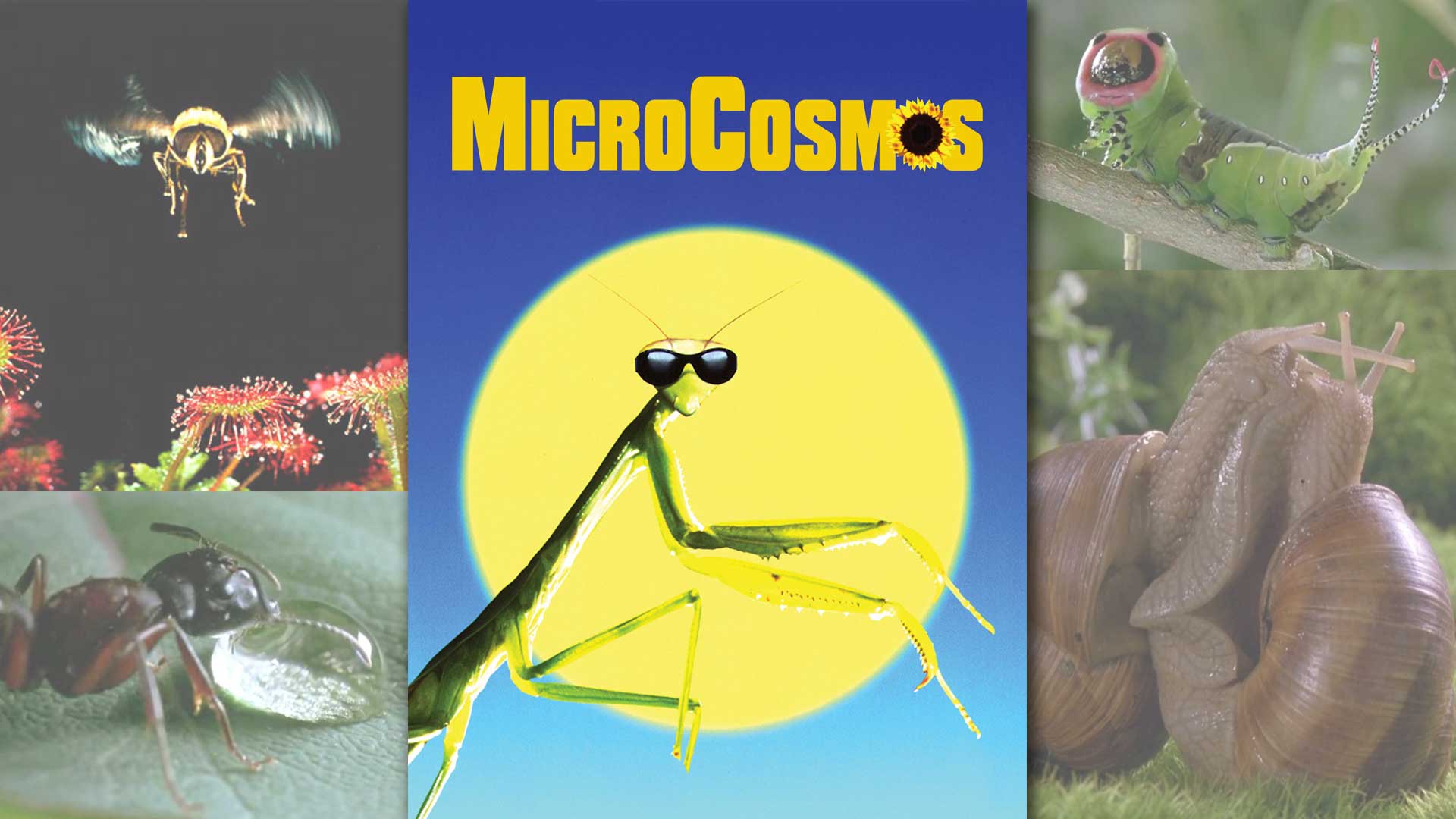 Microcosmos | Reformed Perspective