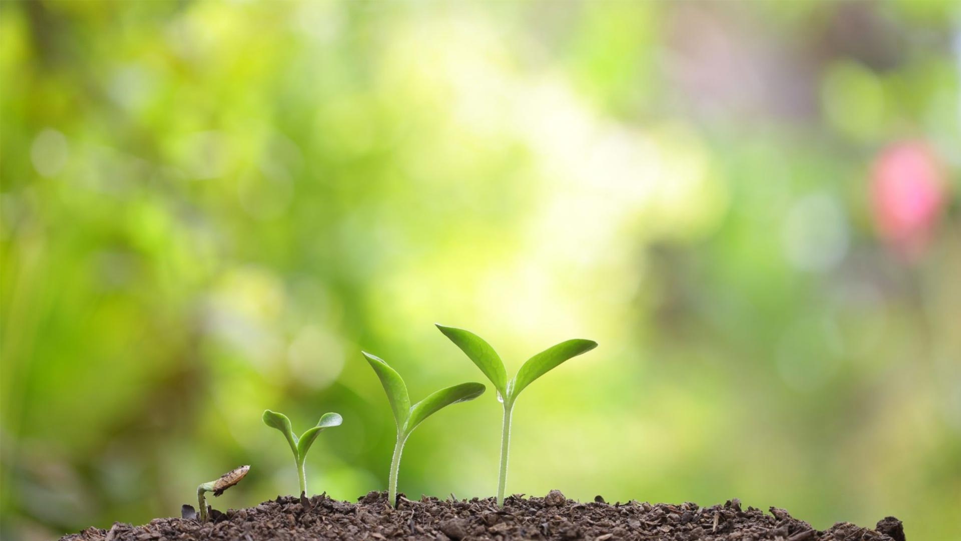 May 30 – Growing in grace, knowledge, and gratitude | Reformed Perspective