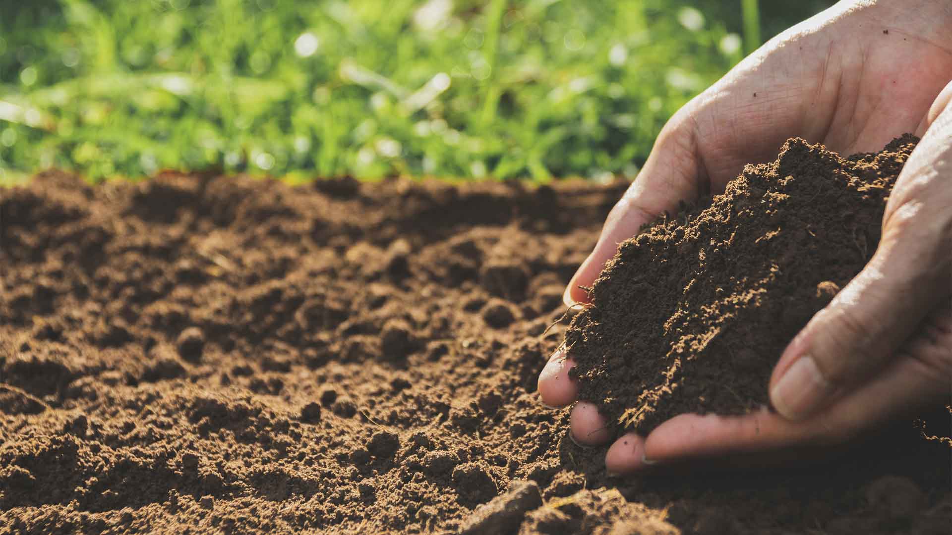7 biblical principles of environmental stewardship | Reformed Perspective