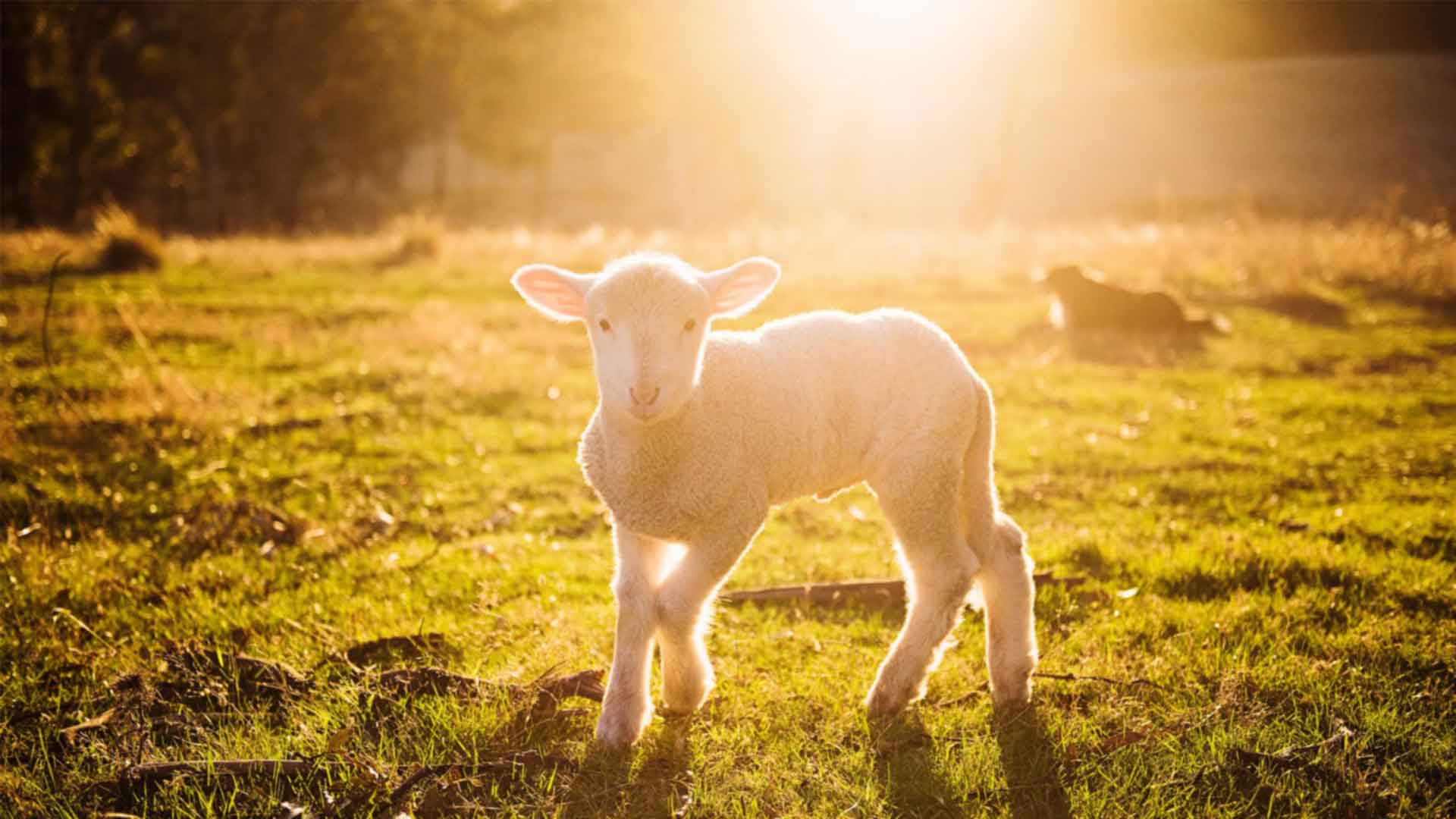 December 9 – Worthy is the Lamb | Reformed Perspective