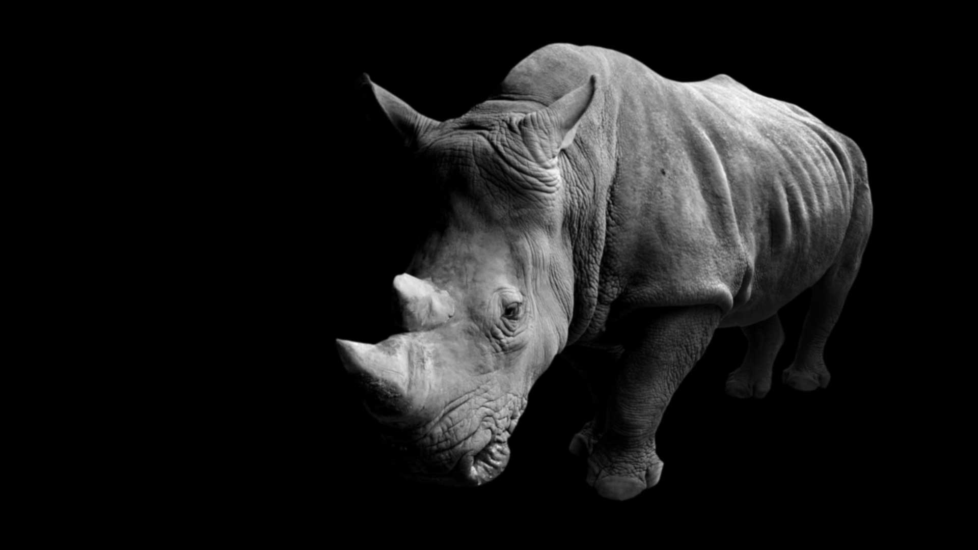 The Rhinoceros Party: politics has always been absurd, but 30 years ago ...