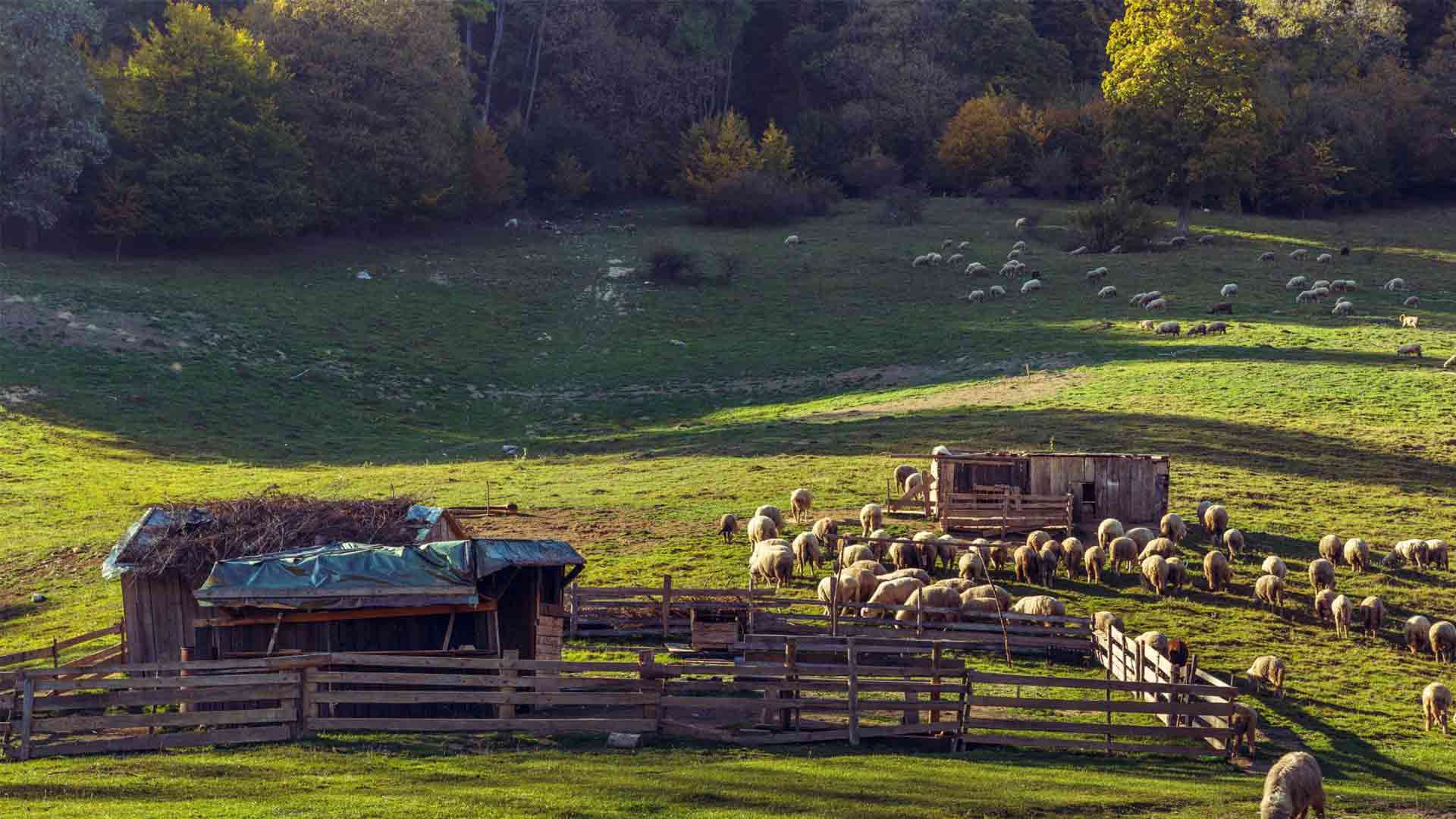 May 26 – Jesus, the door | Reformed Perspective