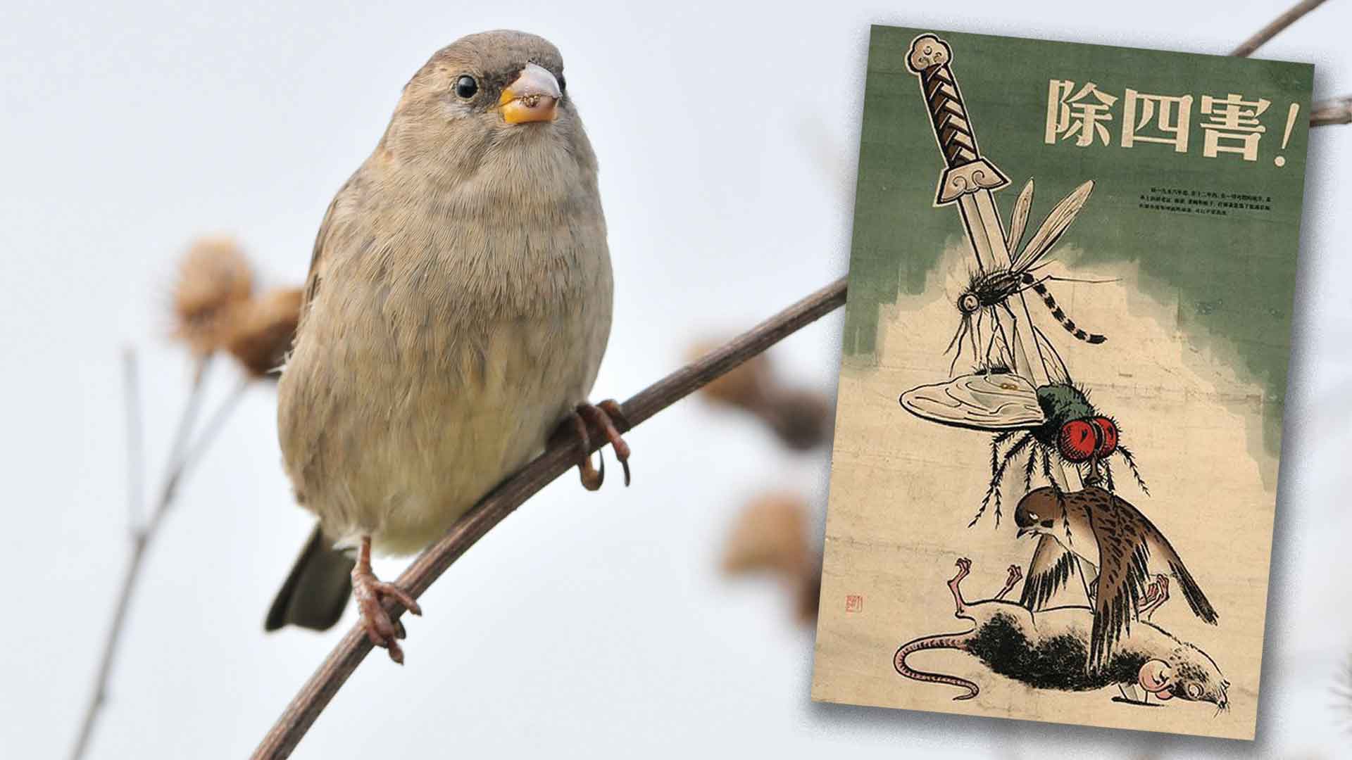 Sparrow blessing | Reformed Perspective