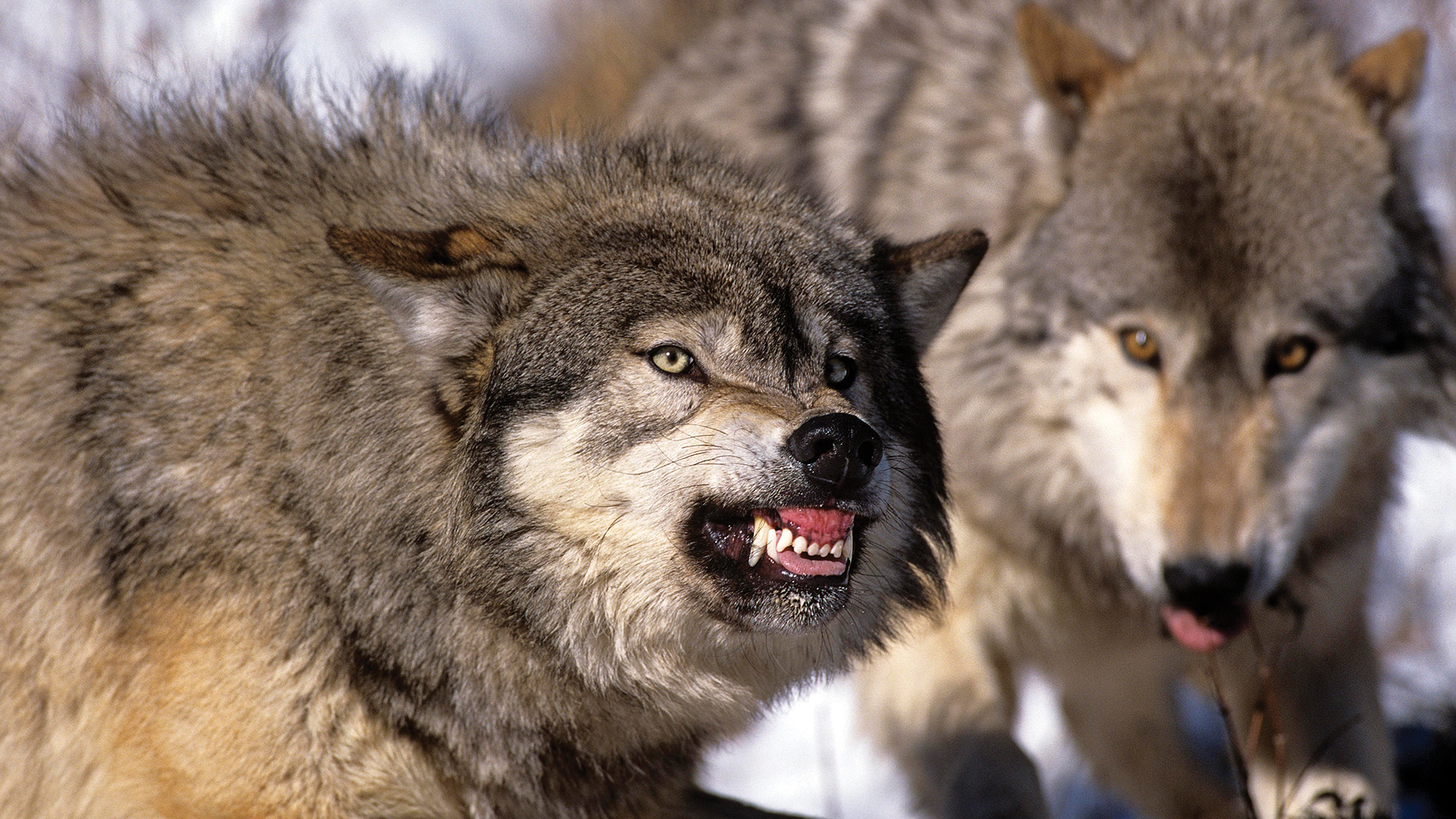 Wise and Innocent | Reformed Perspective