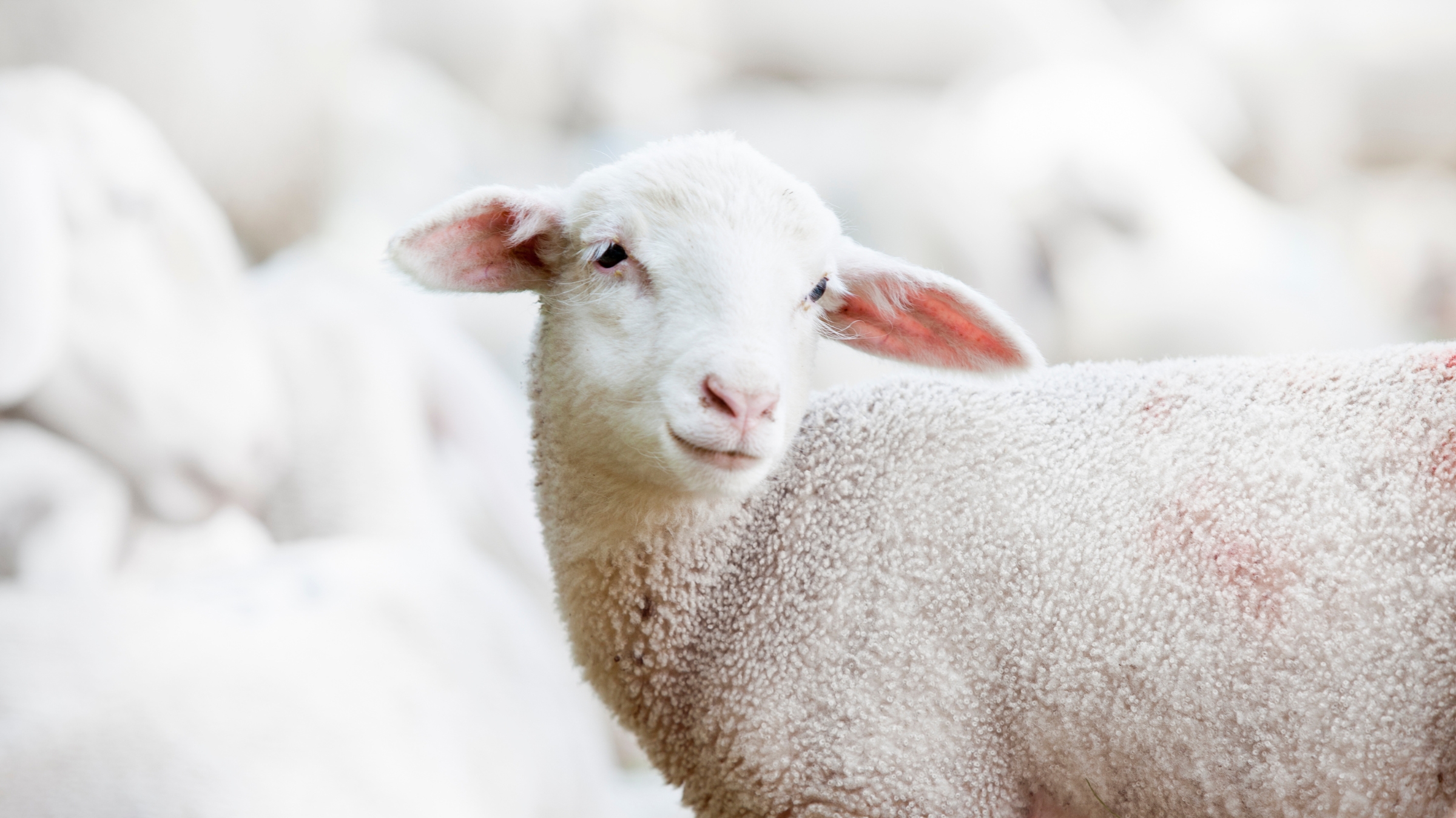 May 25 – Christ, our passover lamb | Reformed Perspective